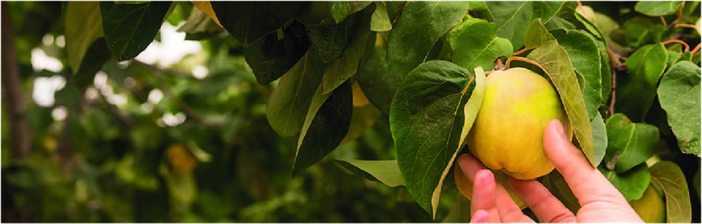 The Journey of Calculus Produce's Finest Fruits - Fruitful Insights