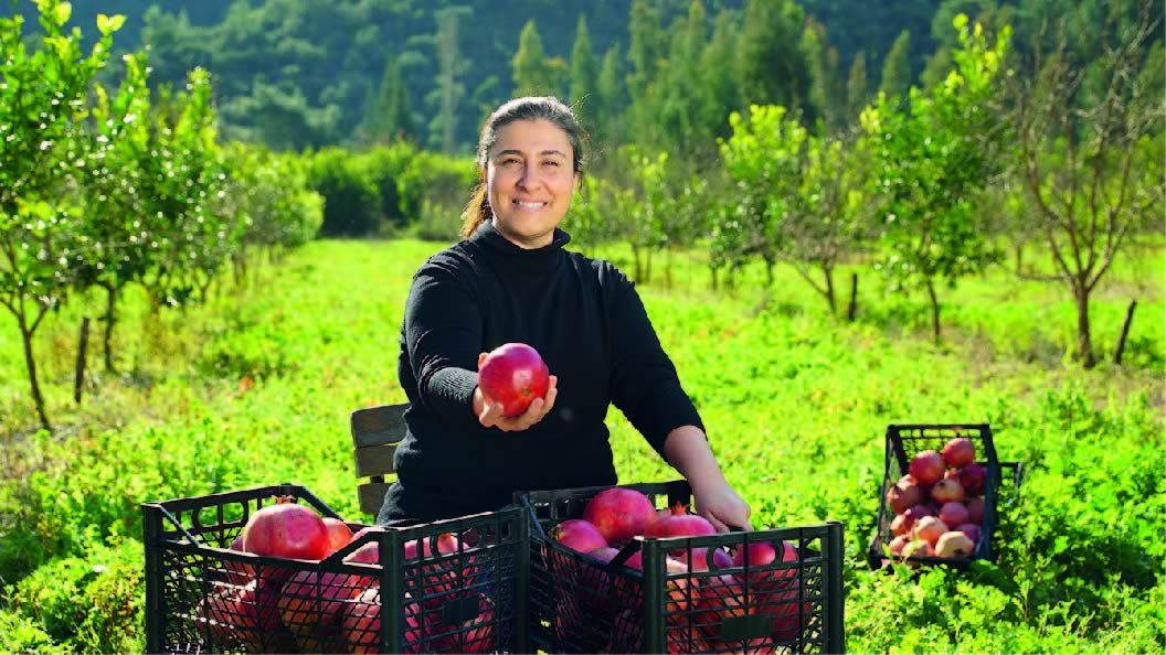 The Art of Growing and Harvesting Fruits - Fruitful Insights